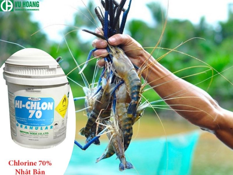 Cách pha Chlorine bột 70% trong nuôi tôm – Công ty TNHH Công nghệ Hóa ...
