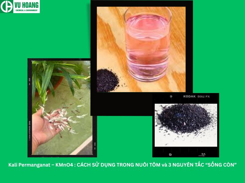 Kali Permanganat – KMnO4 : CÁCH SỬ DỤNG TRONG NUÔI TÔM và 3 NGUYÊN TẮC ...